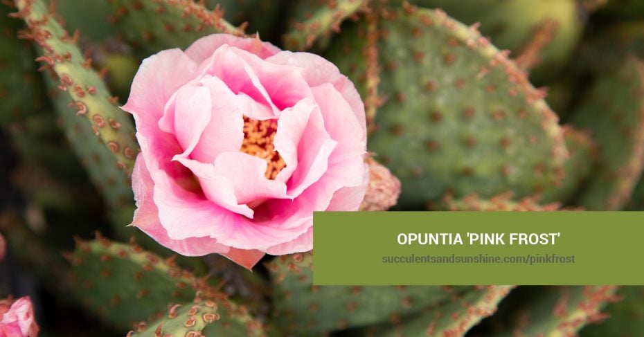 Opuntia ‘Pink Frost’ | Succulents and Sunshine