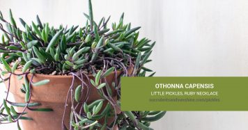 Othonna Capensis "Little Pickles" "Ruby Necklace" | Succulents and Sunshine