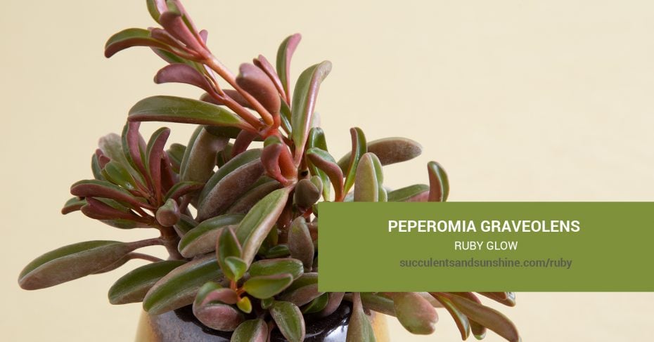 Peperomia graveolens "Ruby Glow" | Succulents and Sunshine