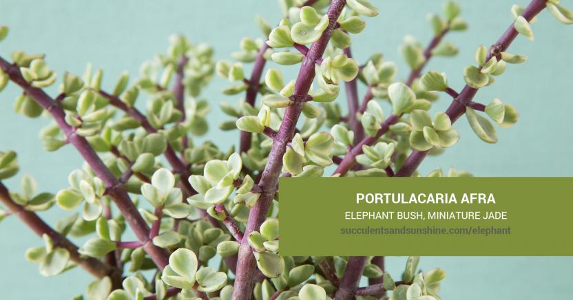 Portulacaria afra "Elephant Bush" | Succulents and Sunshine