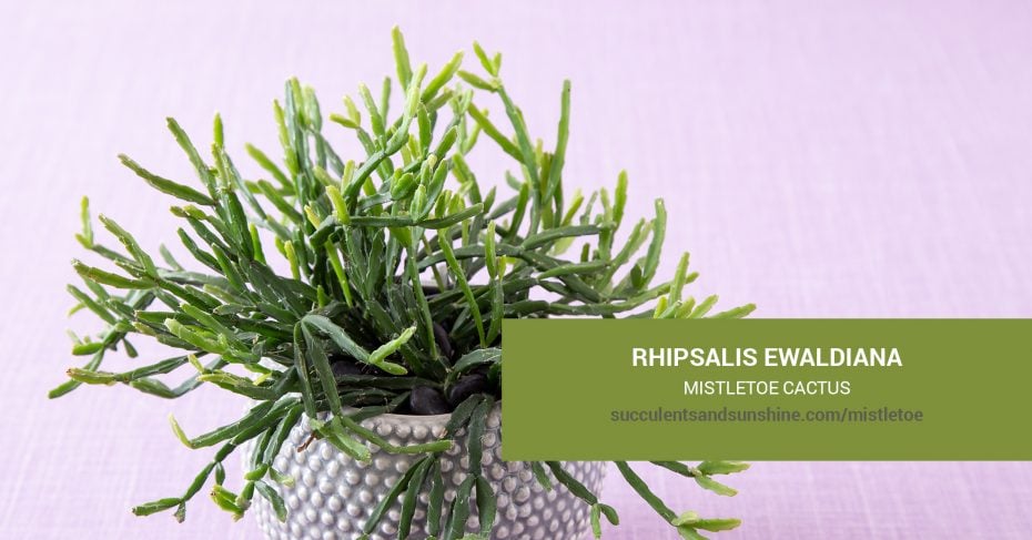 Rhipsalis ewaldiana "Mistletoe Cactus" | Succulents and Sunshine