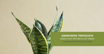 Sansevieria trifasciata "Snake Plant" | Succulents and Sunshine