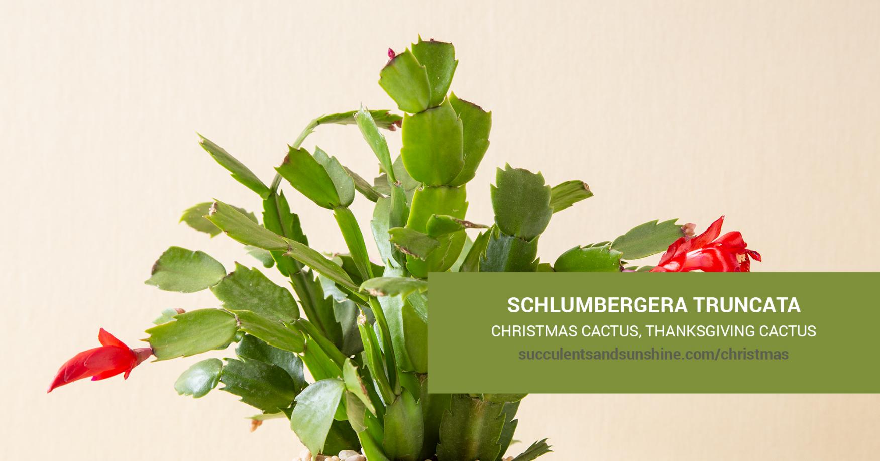 Schlumbergera truncata "Christmas Cactus" | Succulents and Sunshine
