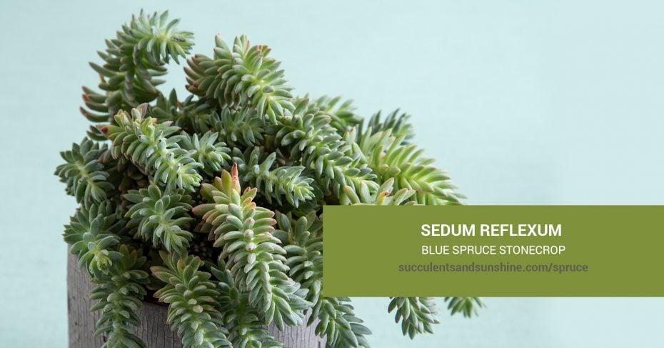 Sedum reflexum "Blue Spruce Stonecrop" | Succulents and Sunshine