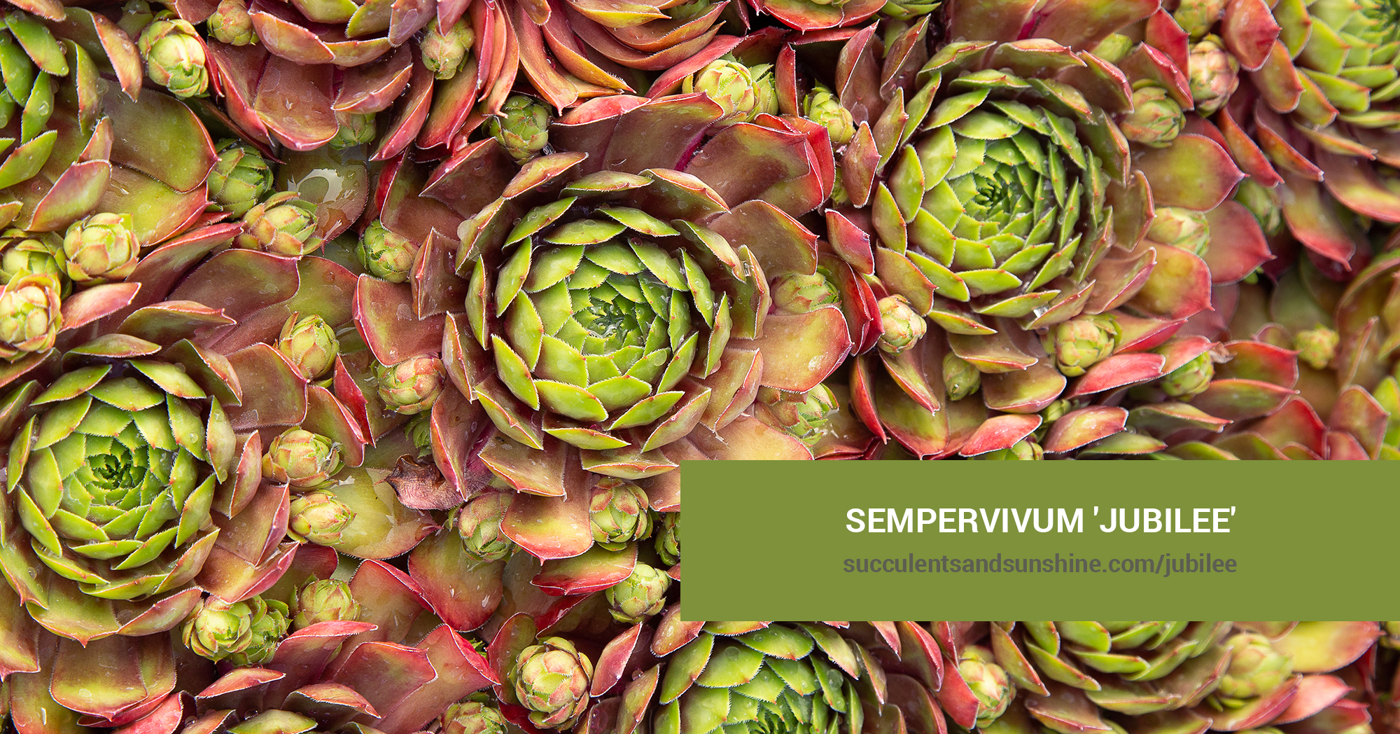 Sempervivum 'Jubilee' | Succulents and Sunshine
