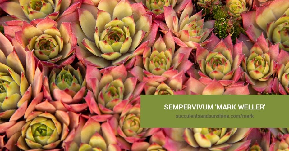 Sempervivum 'Mark Weller' | Succulents and Sunshine