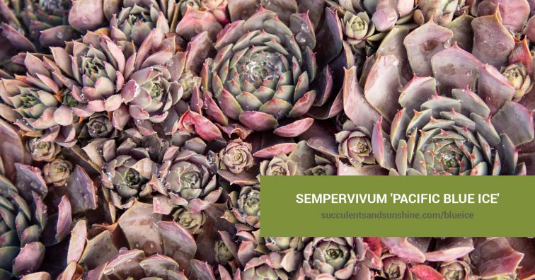 Sempervivum 'Pacific Blue Ice' | Succulents and Sunshine