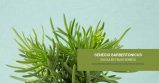 Senecio Succulents | Genus and Species Care Information