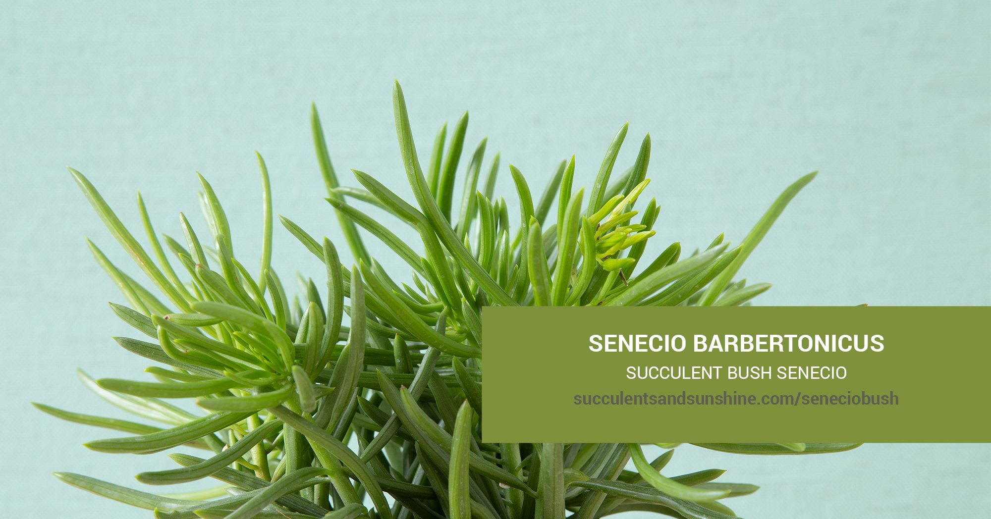 Senecio barbertonicus "Succulent Bush Senecio" | Succulents and Sunshine