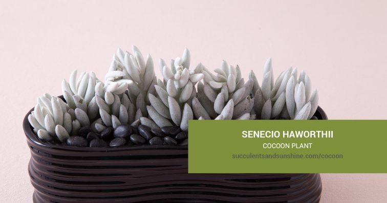 Senecio Succulents | Genus and Species Care Information