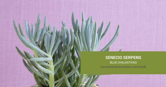 Senecio serpens "Blue Chalksticks | Succulents and Sunshine