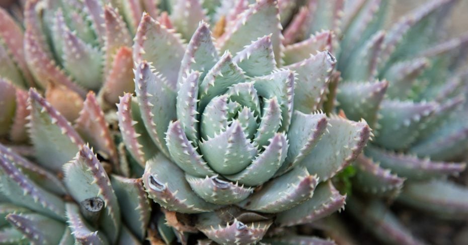 Types of Succulent Plants (with pictures) | Succulents and Sunshine