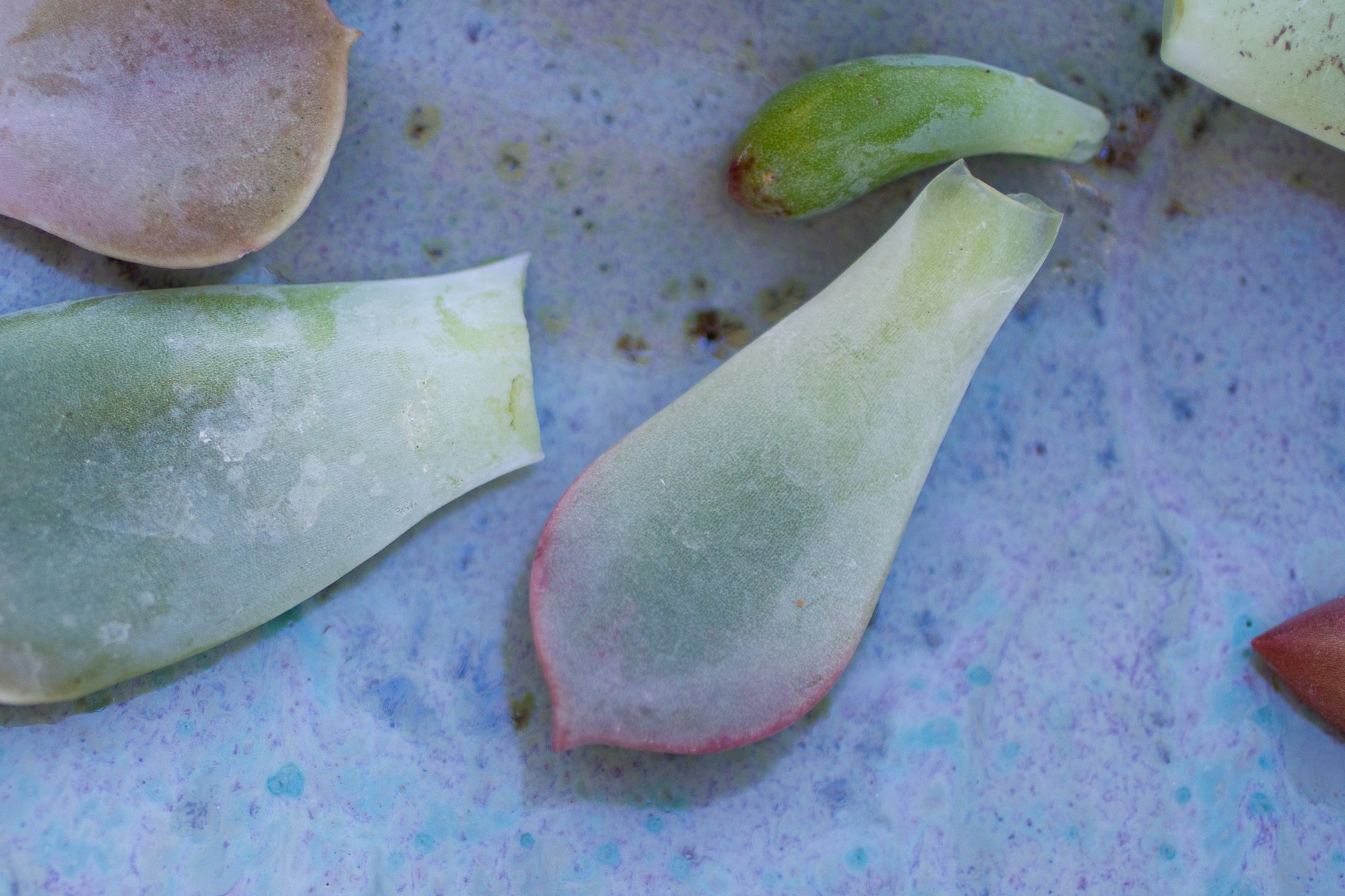 How to Propagate Succulents from Leaves and Cuttings | Succulents and ...