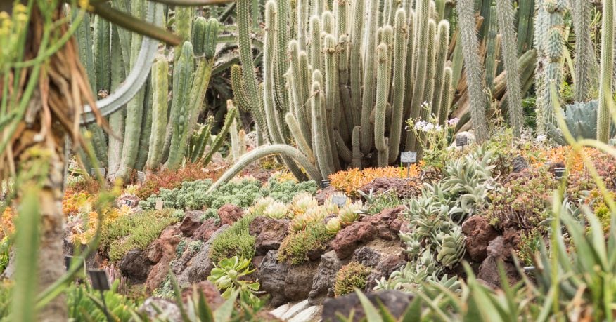 Succulent Care Blog | Tips for Growing Healthy Succulents