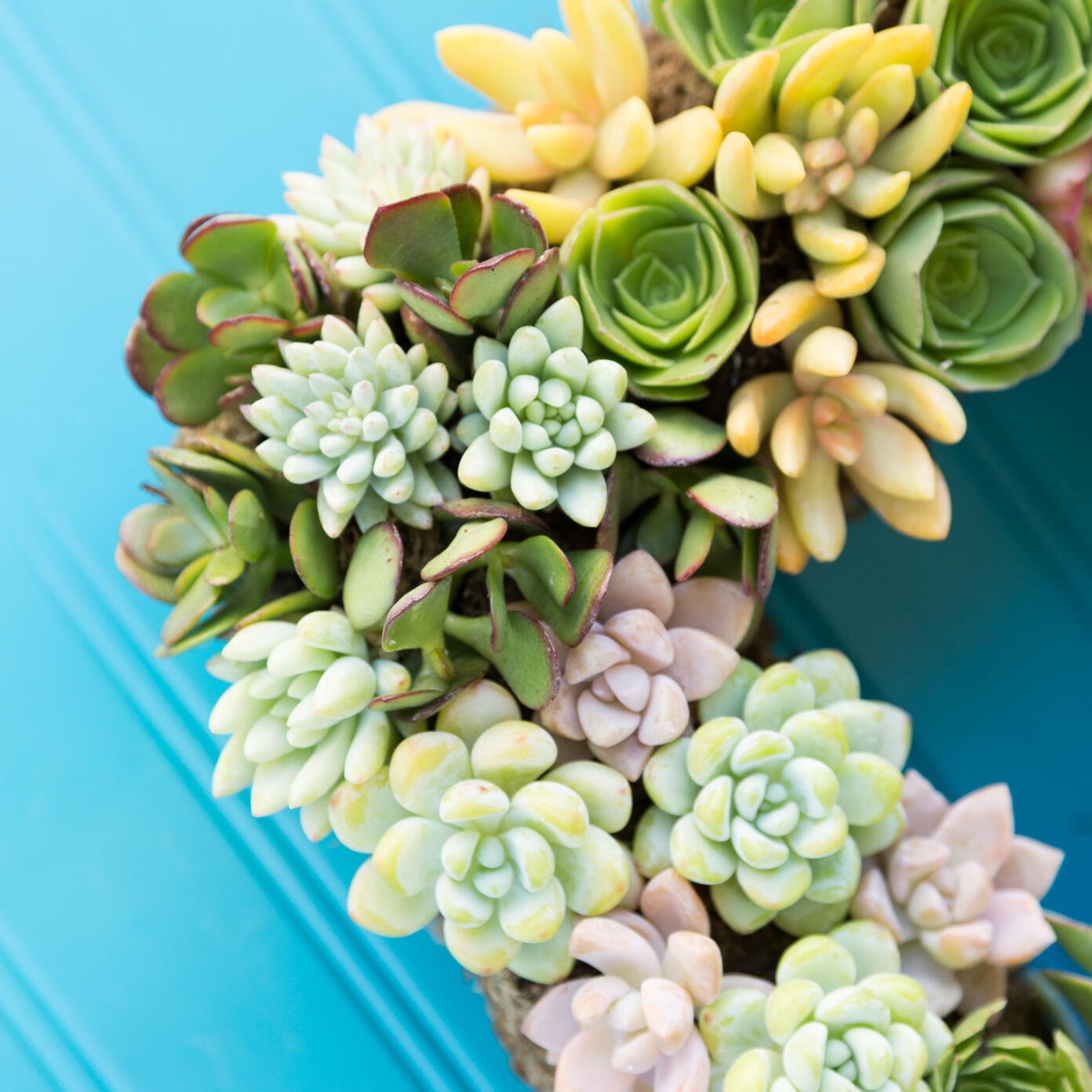 How to Make a Living Succulent Wreath | Succulents and Sunshine