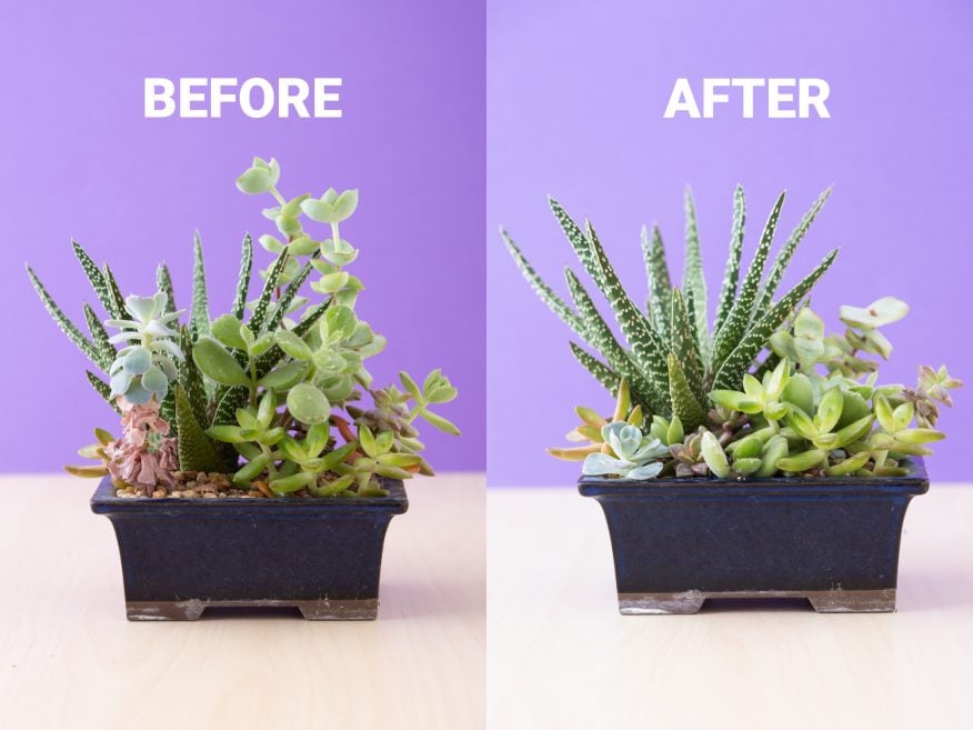 Pruning and Maintaining a Succulent Arrangement | Succulents and Sunshine