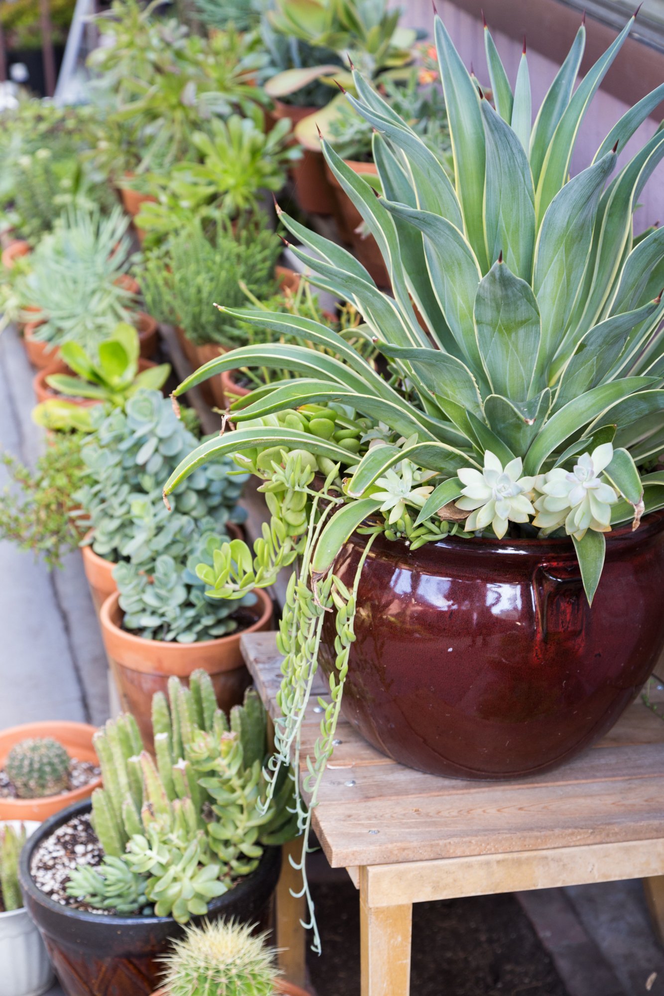 Choosing the Right Pot for your Succulents | Succulents and Sunshine