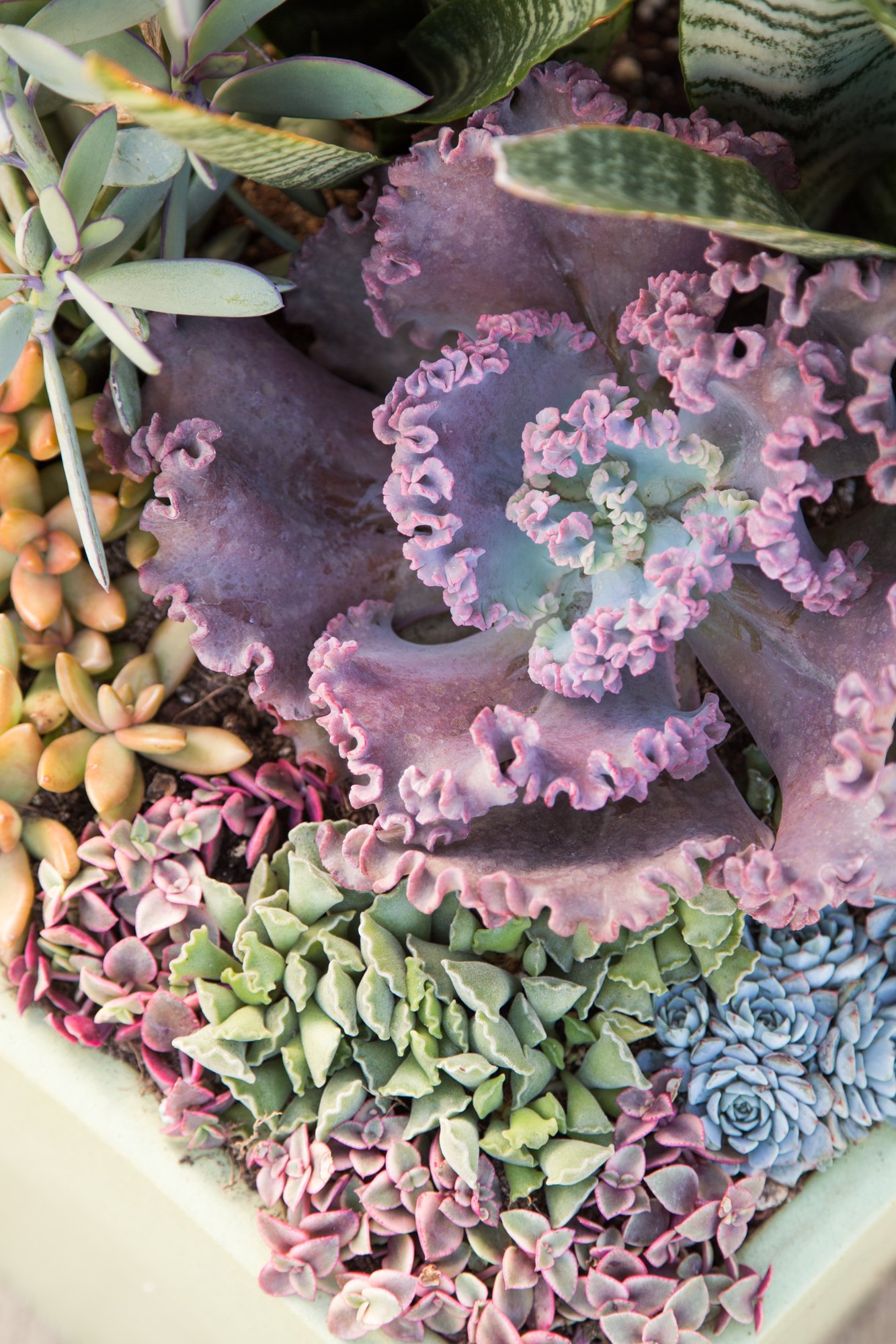 Tips for Growing Succulents Anywhere | Succulents and Sunshine