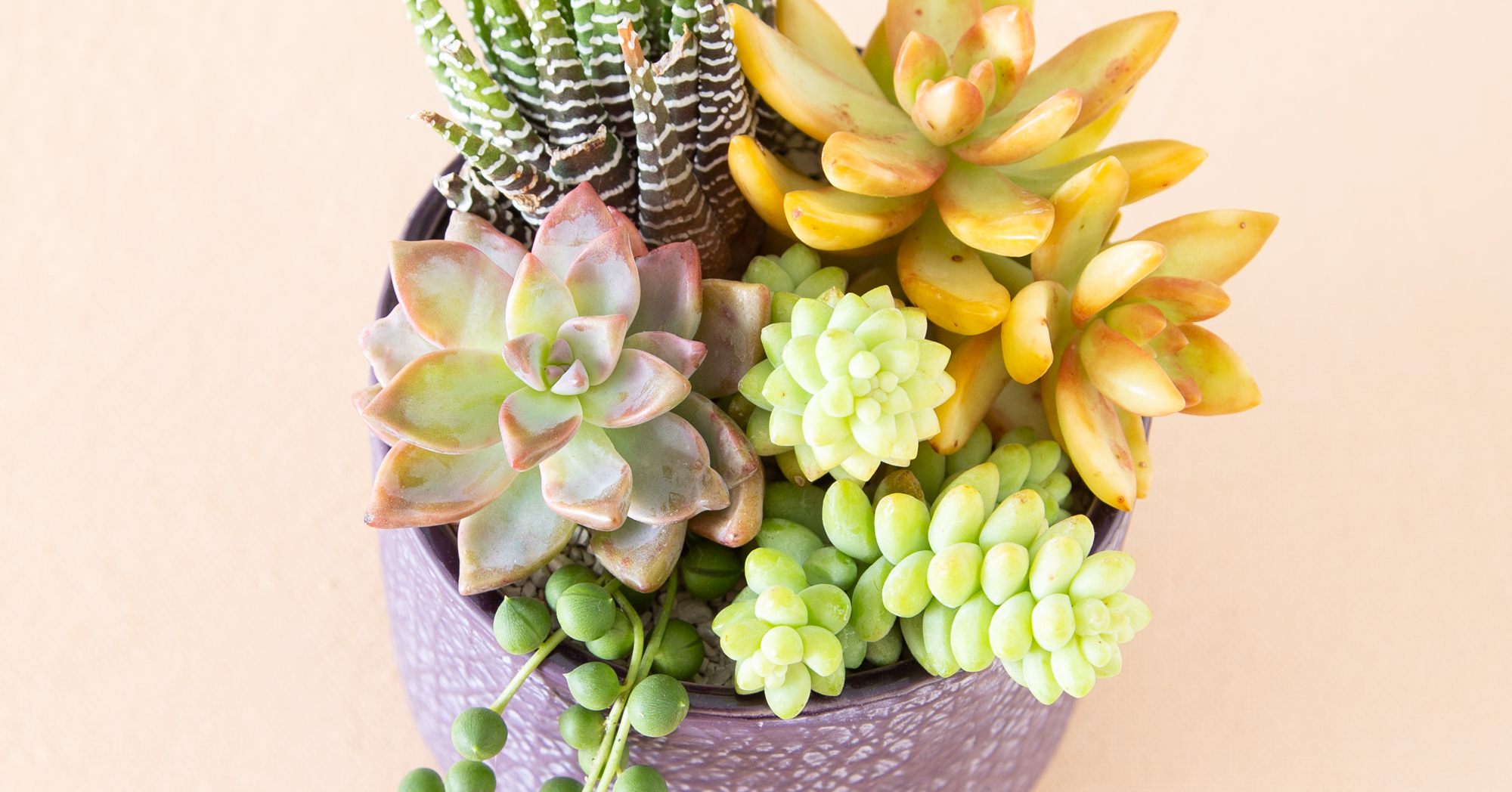 The Essential Guide to Growing Succulents Indoors Ebook | Succulents ...