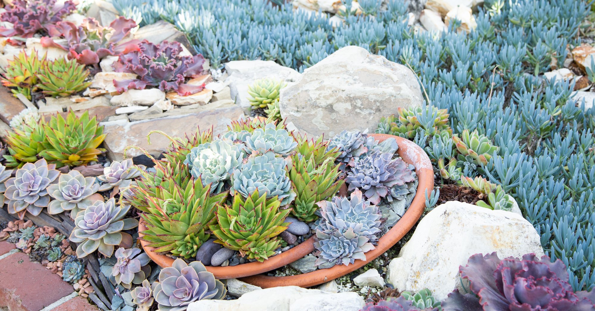 Types of Succulent Plants (with pictures) | Succulents and Sunshine