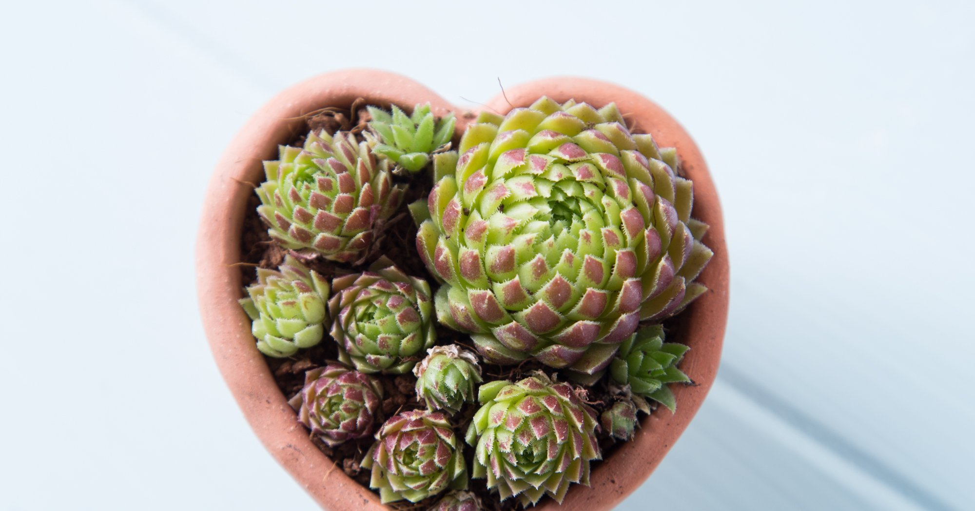 Mini Succulent Garden Ideas | Succulents and Sunshine