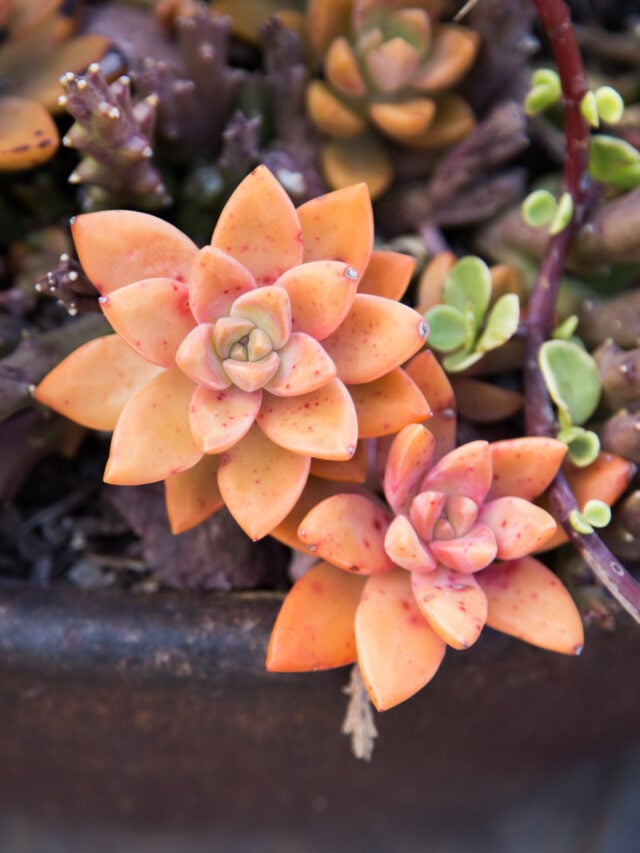 How To Grow Succulents Anywhere In The World | Succulents and Sunshine