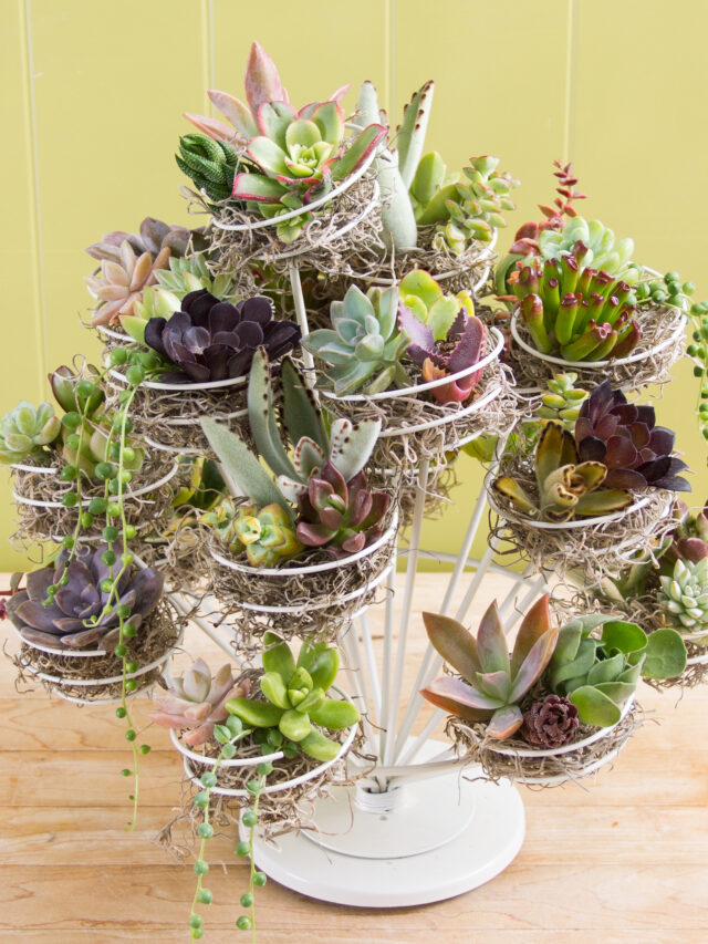 Attract attention with these unusual succulent planters | Succulents ...