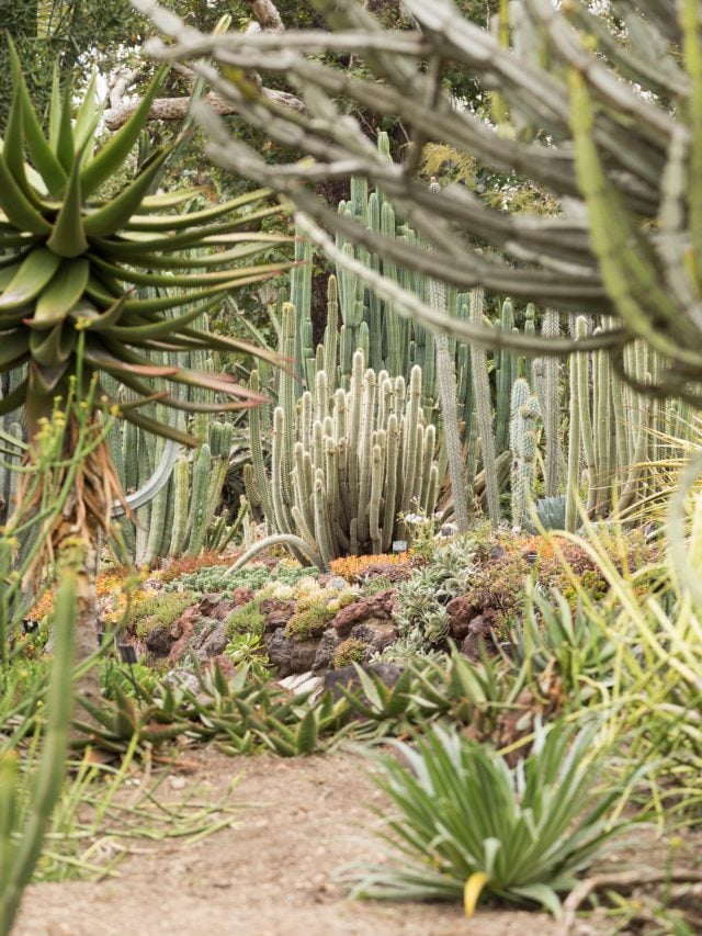 The Perfect Spring Destination For Plant Lovers | Succulents and Sunshine