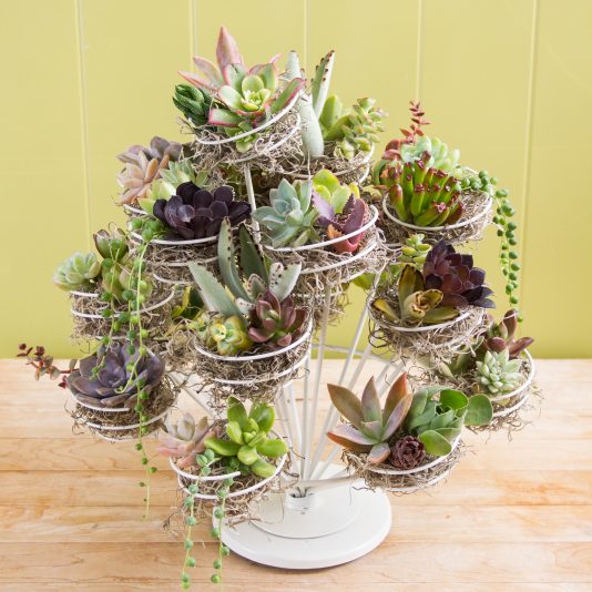 Fun and clever succulent projects | Succulents and Sunshine