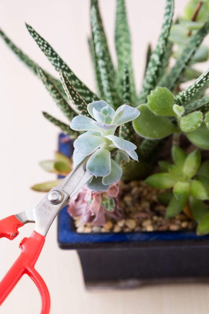 How to Propagate Succulents from Leaves and Cuttings | Succulents and ...