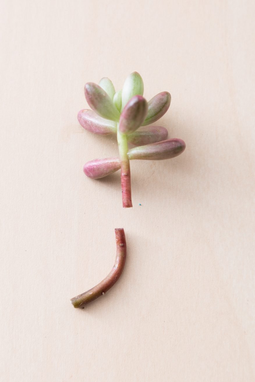 Pruning and Maintaining a Succulent Arrangement | Succulents and Sunshine