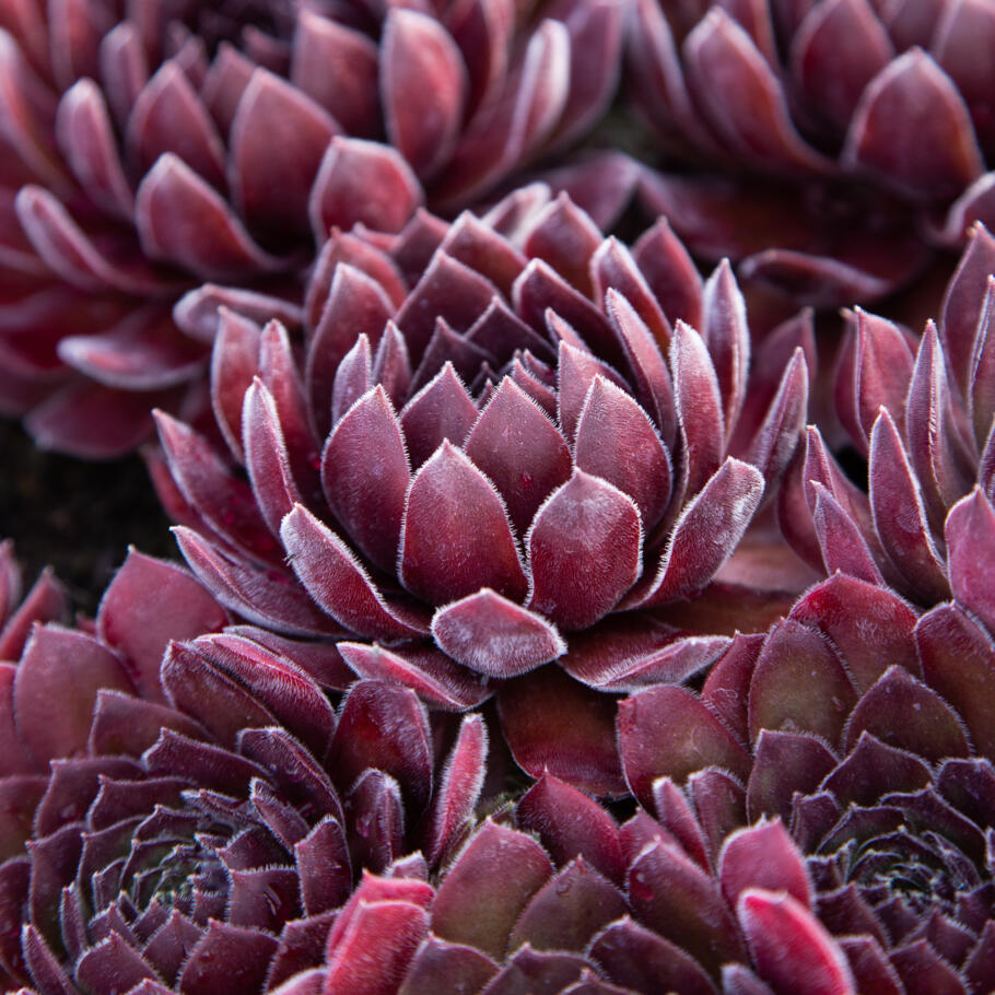 Caring for Succulents in Winter | Succulents and Sunshine