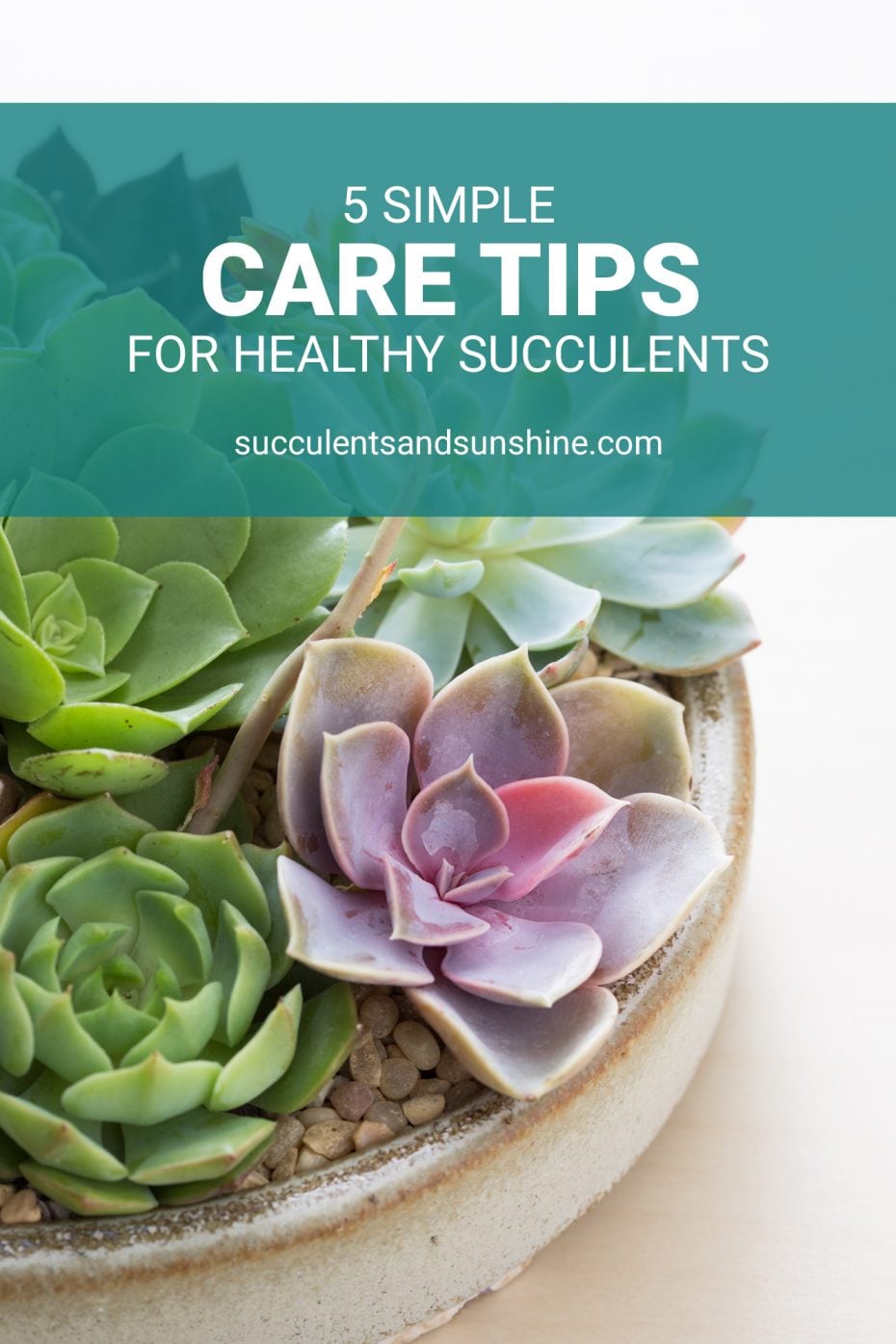 5 Succulent Care Tips - Prevent Succulent Leaves Falling Off
