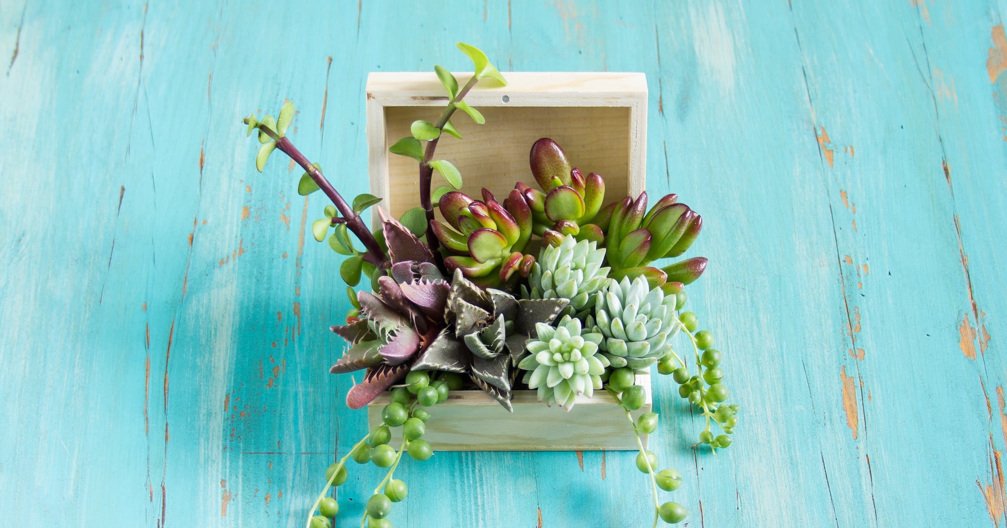 Fun and clever succulent projects | Succulents and Sunshine