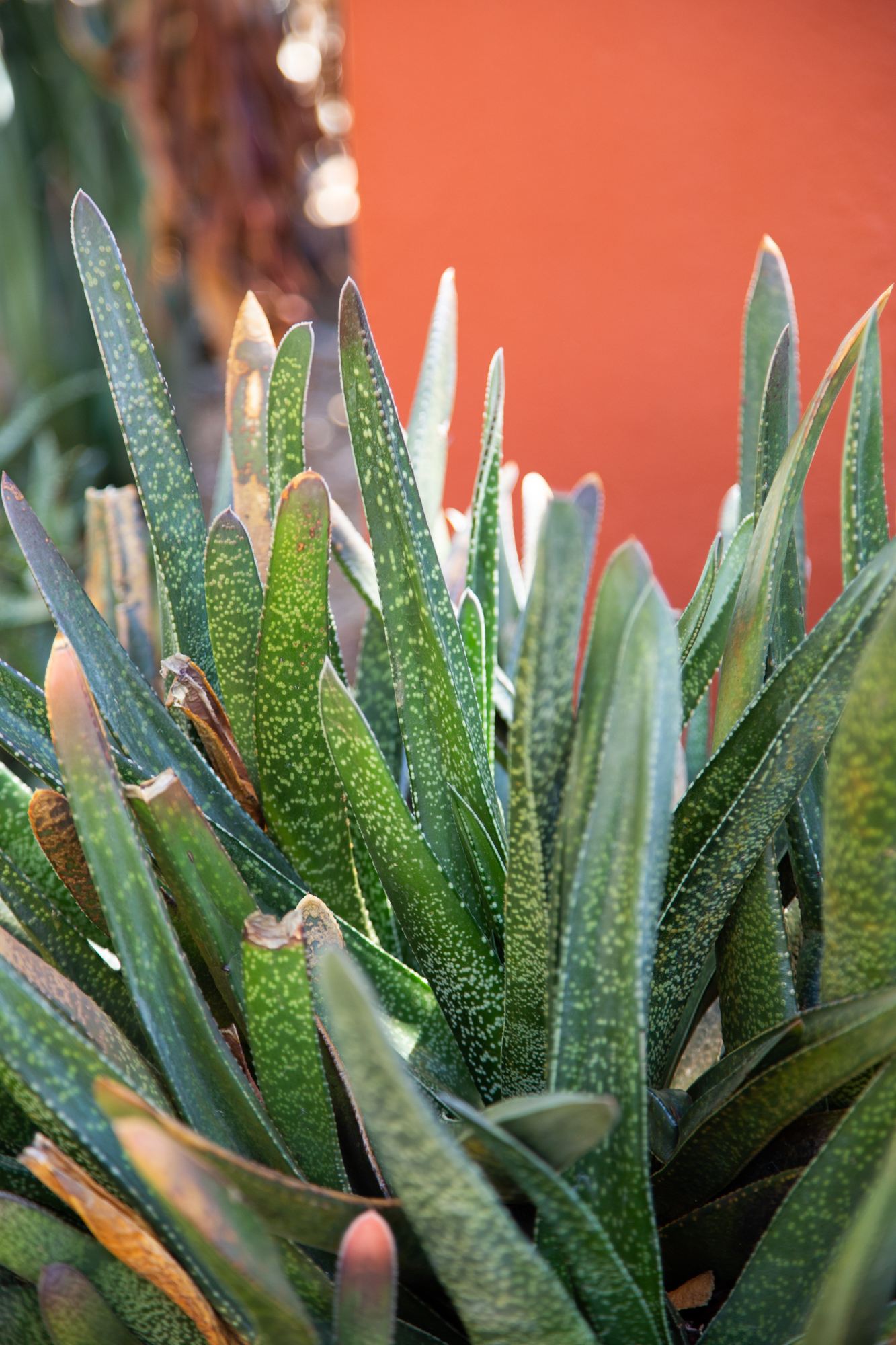 Arizona Desert Botanical Garden | Succulents and Sunshine