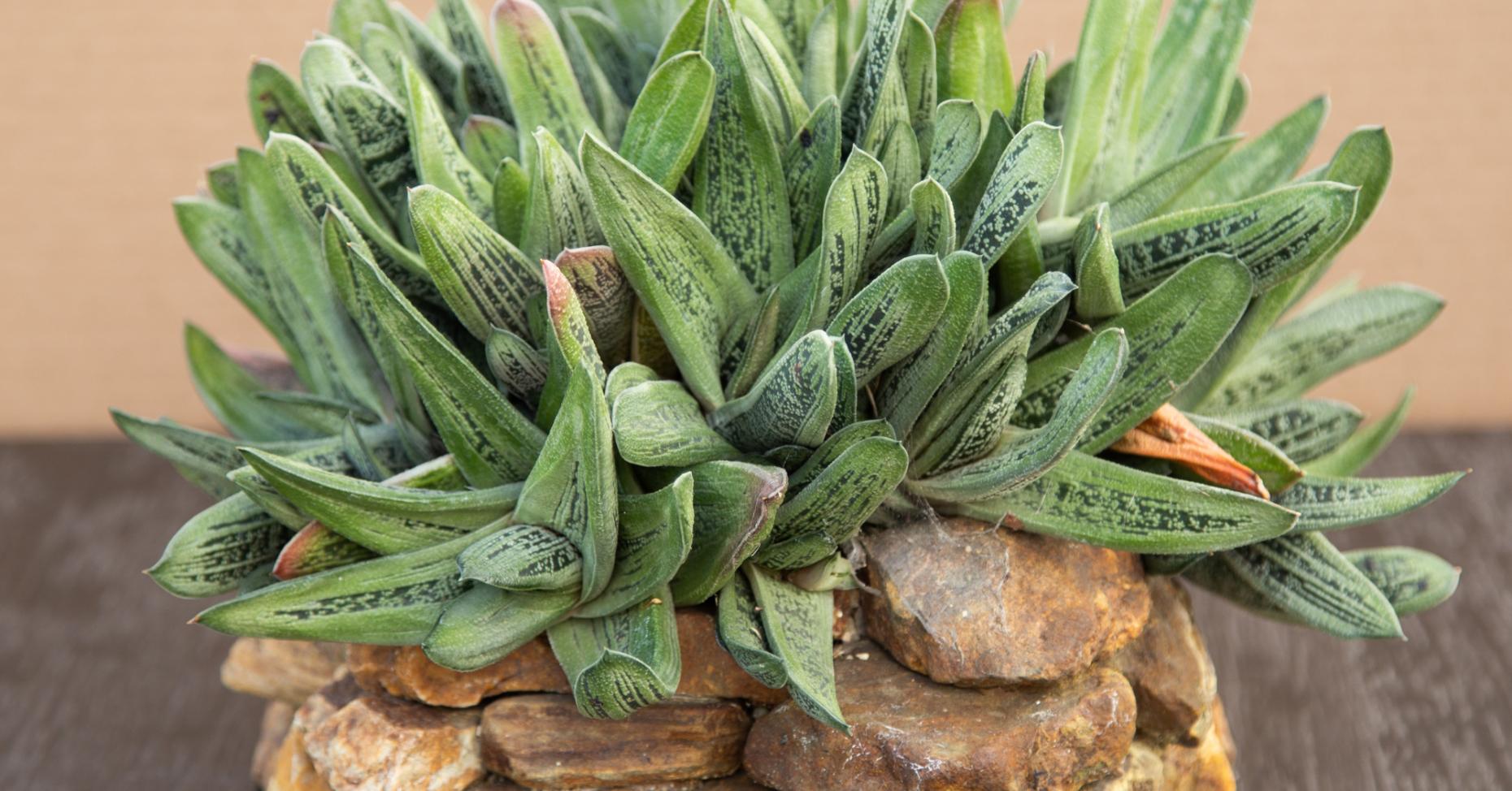 Succulent Care Blog | Tips for Growing Healthy Succulents