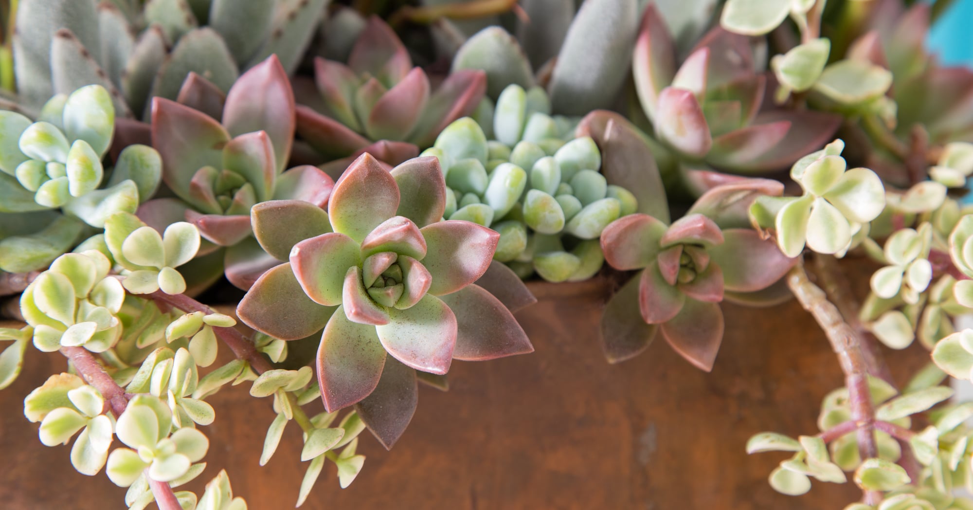 Succulent Care Blog | Tips for Growing Healthy Succulents