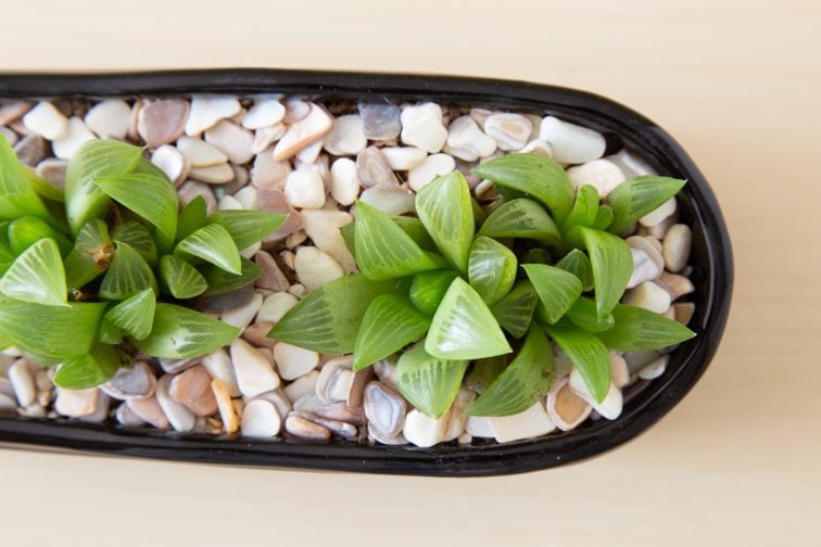 Succulent Identification Tips and Resources | Succulents and Sunshine