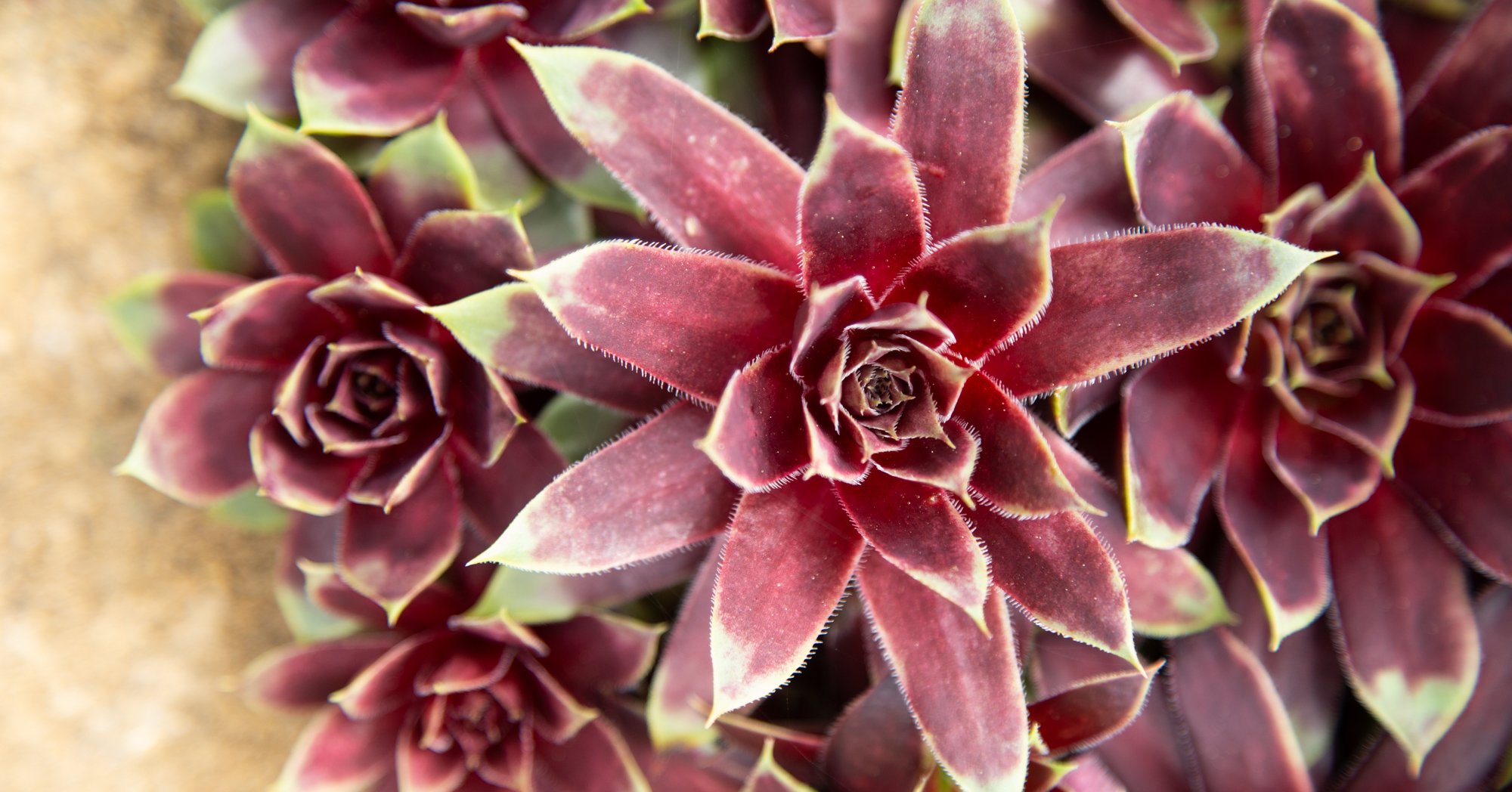 What to Look for When Buying Succulents - A Guide with Photos