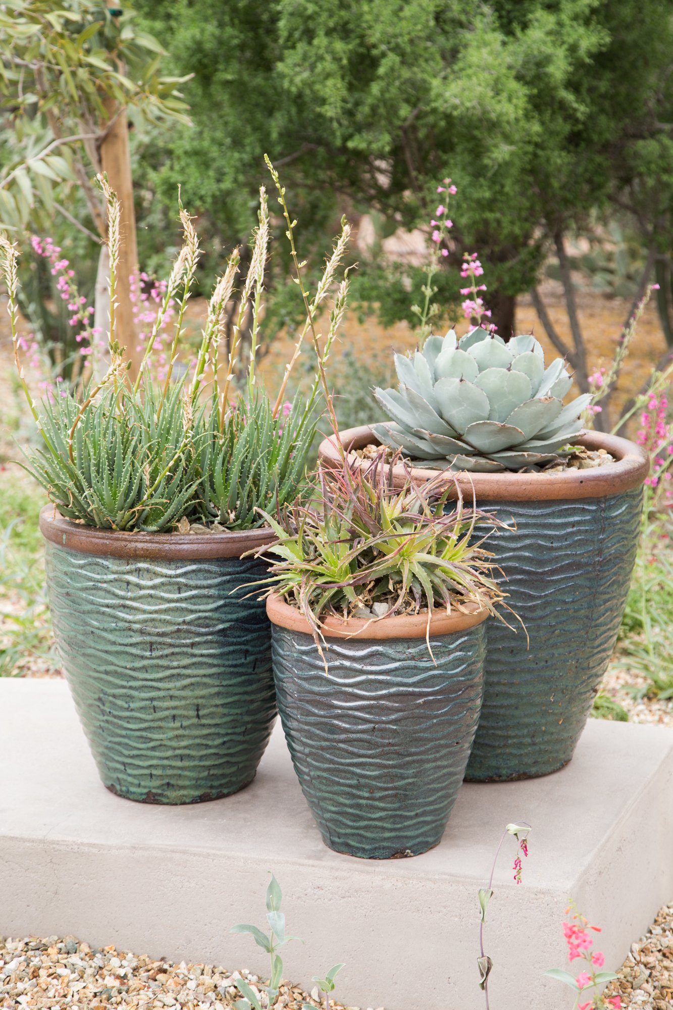 How to Water Succulent Plants | Succulents and Sunshine