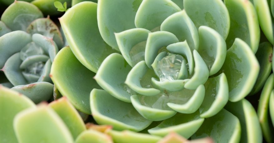 Succulents and Sunshine | Simple Succulent Care Tips