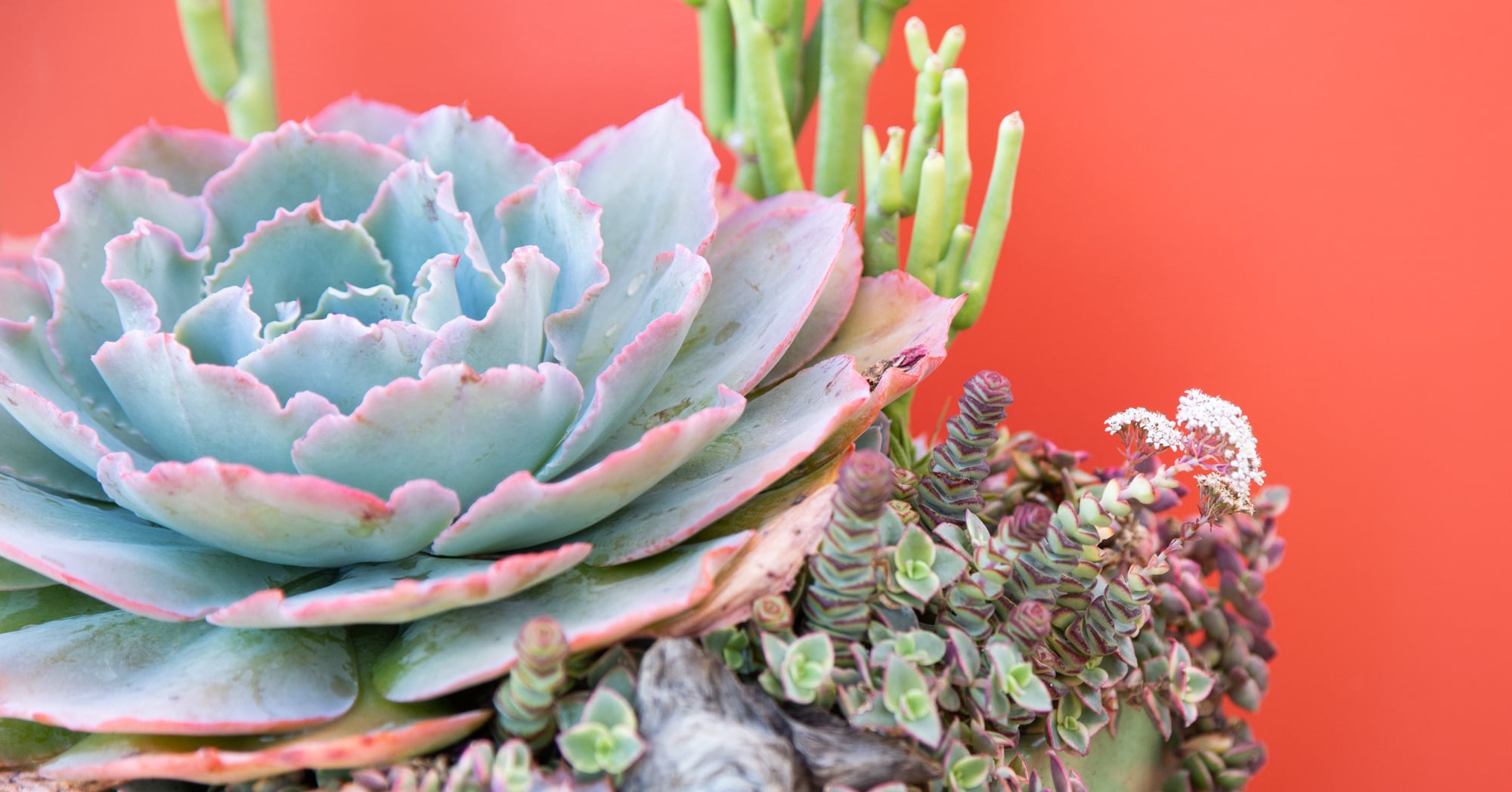 Everything You Need To Know About Succulents
