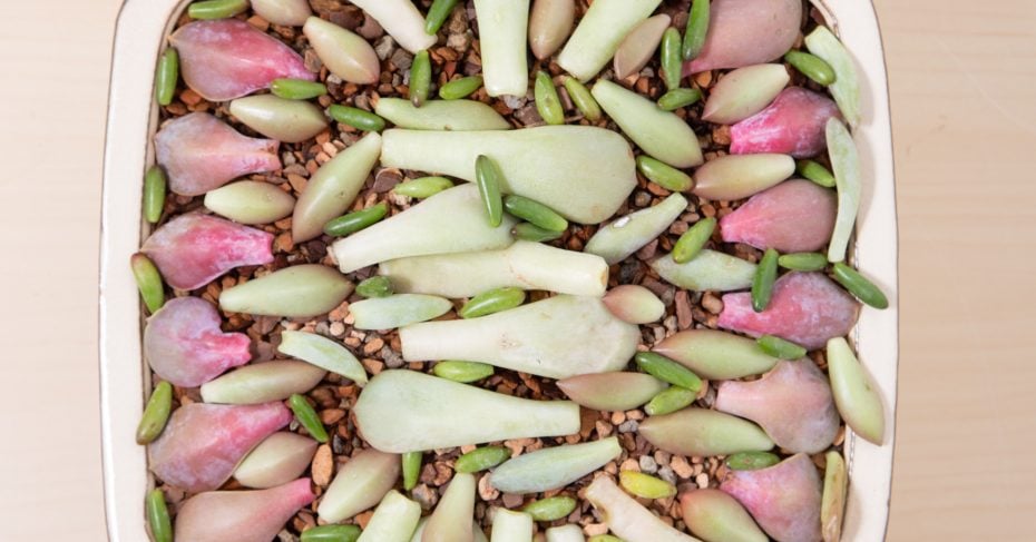 Succulent Propagation Techniques Archives | Succulents and Sunshine