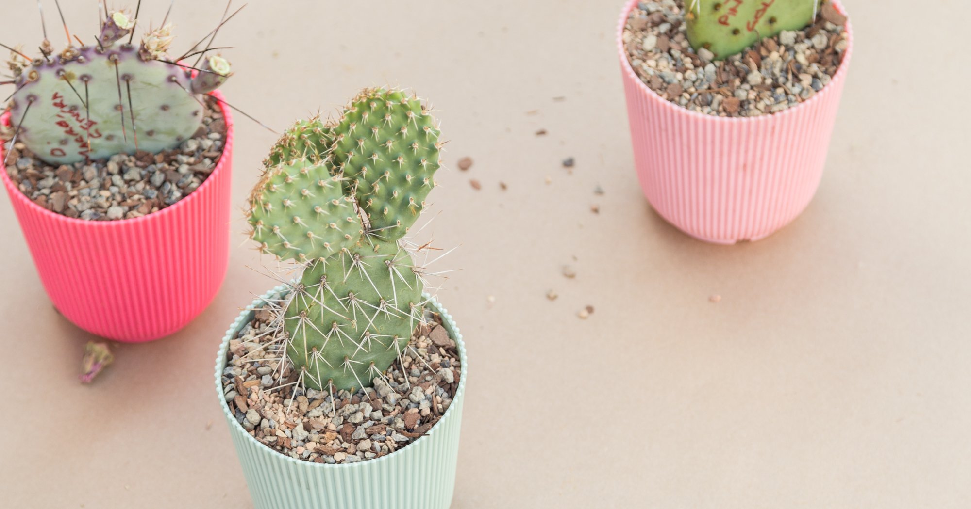 How to Propagate Cactus Pads | Succulents and Sunshine