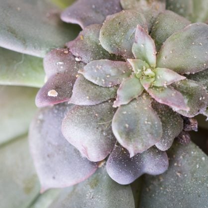 How to get rid of mealy bugs and other pests on succulents | Succulents ...