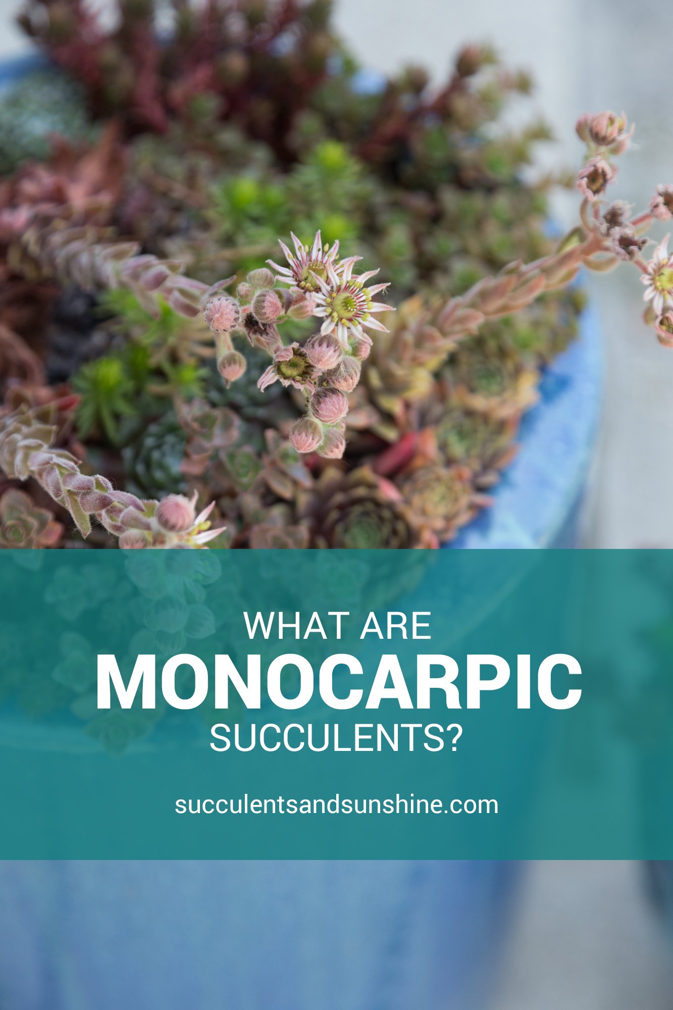 What are monocarpic succulents? | Succulents and Sunshine