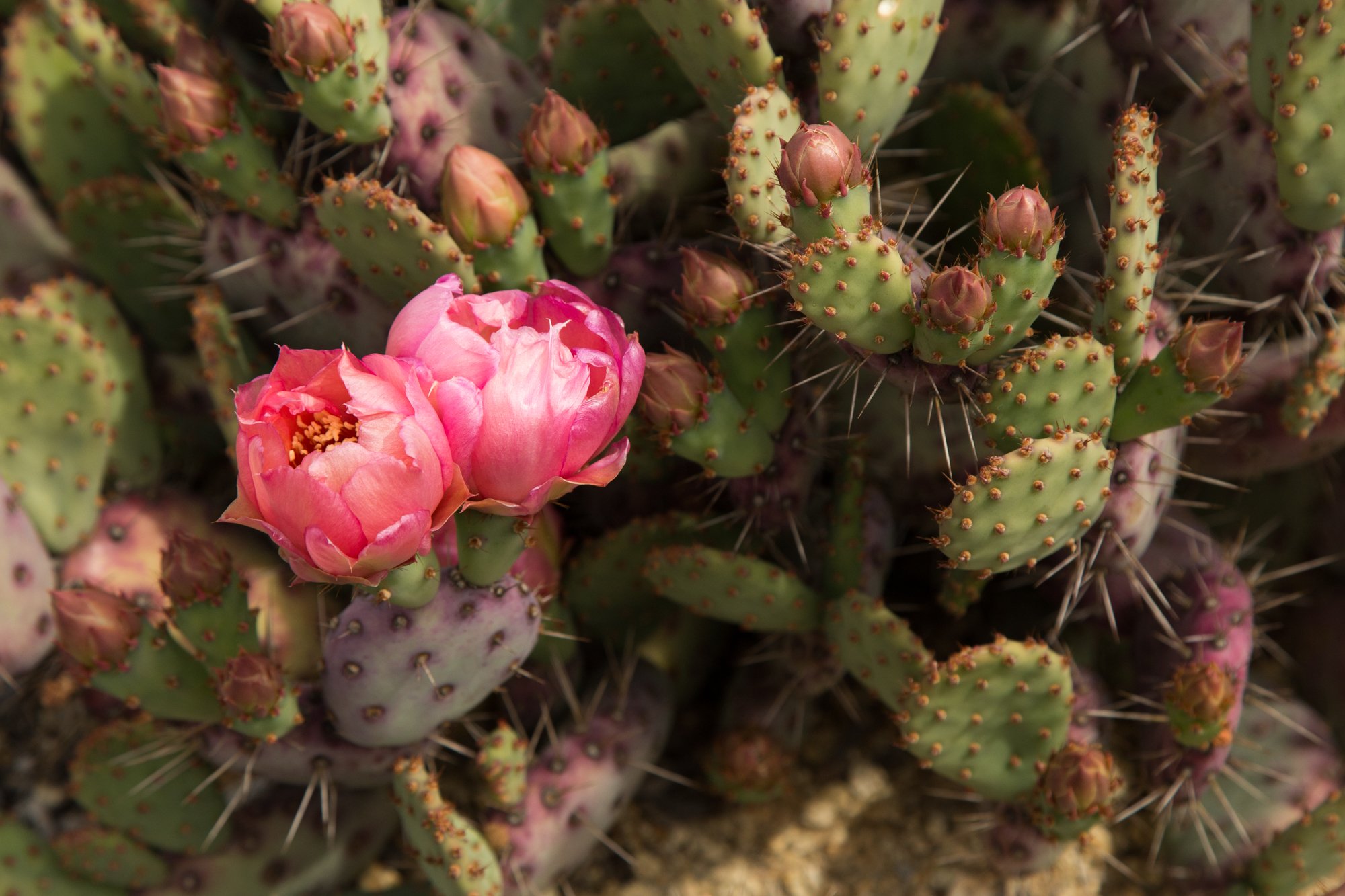 Amazing Cold-hardy Opuntia Cactus Flowers | Succulents and Sunshine