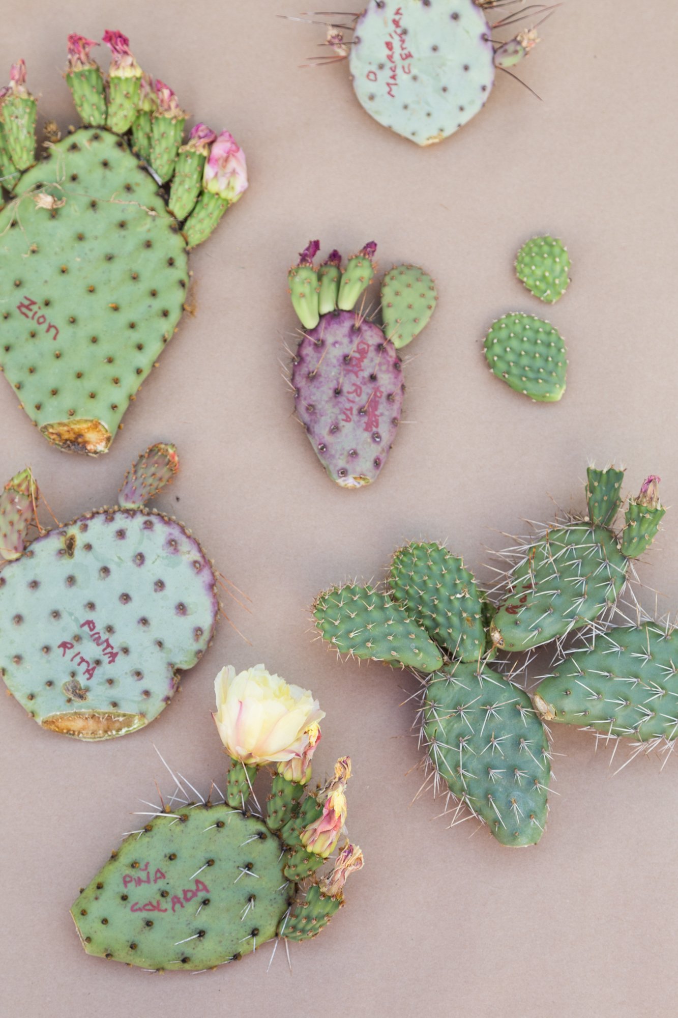 How to Propagate Cactus Pads | Succulents and Sunshine