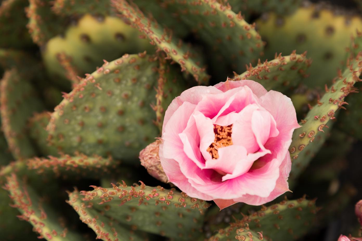 Amazing Cold-hardy Opuntia Cactus Flowers | Succulents and Sunshine