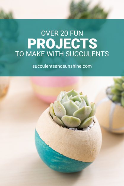 Fun and clever succulent projects | Succulents and Sunshine